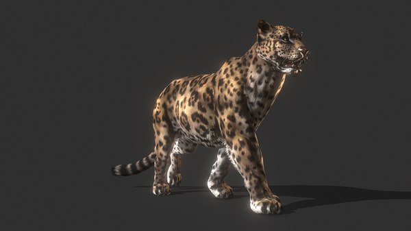 Leopard 3D Models for Download | TurboSquid