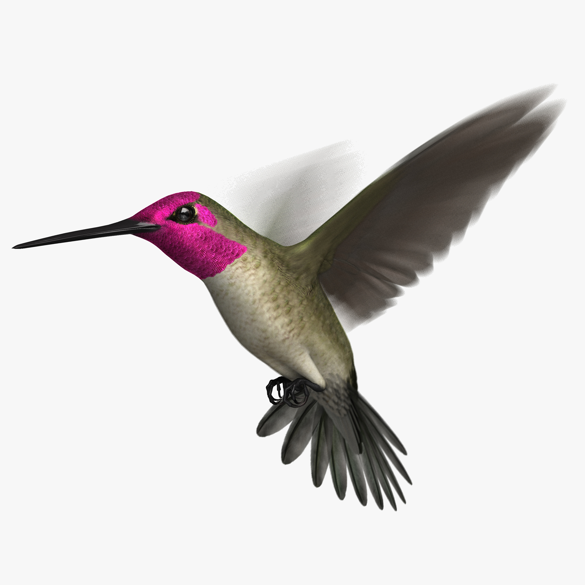 3D anna s hummingbird animation model - TurboSquid 1454246