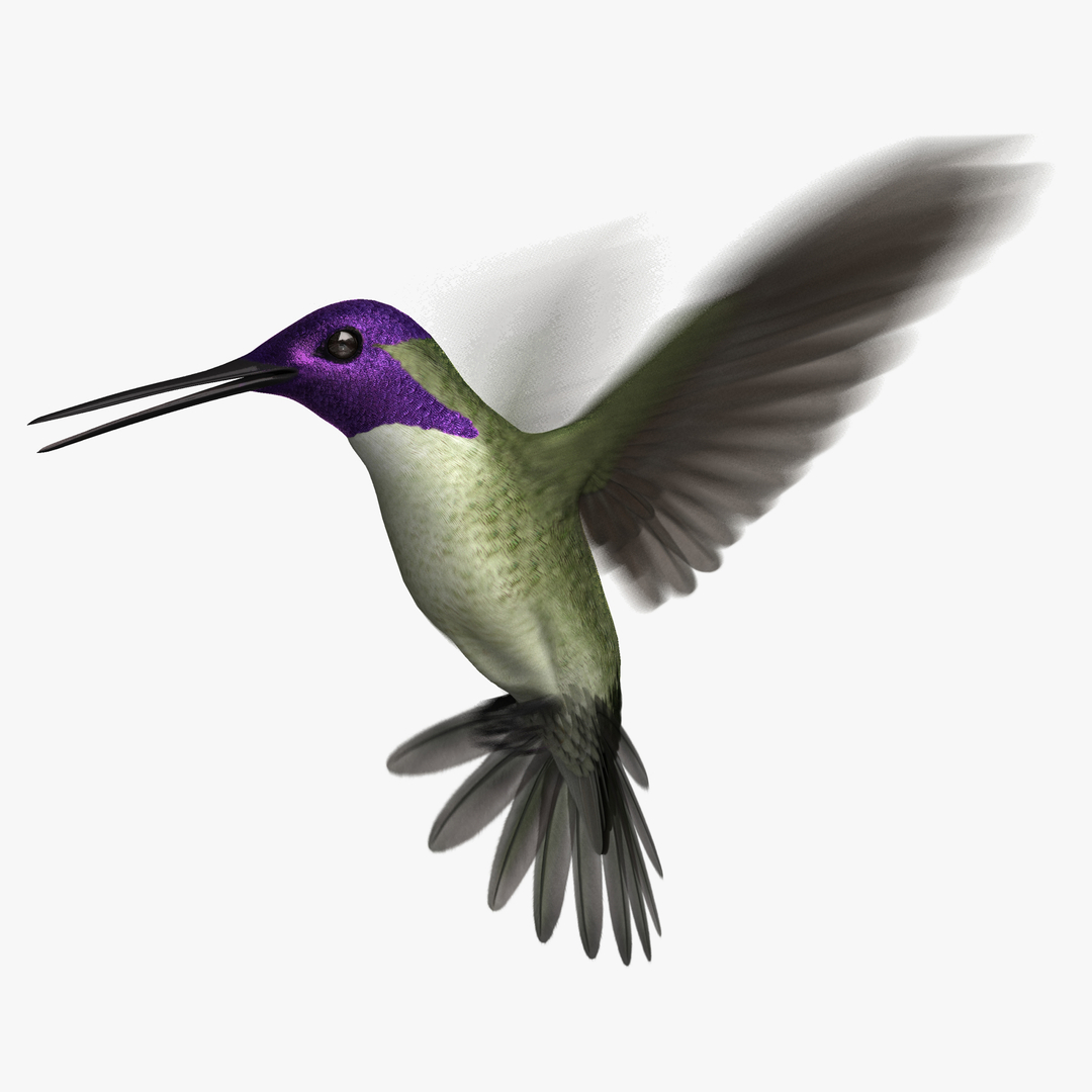 Costa s hummingbird animation 3D model - TurboSquid 1454720