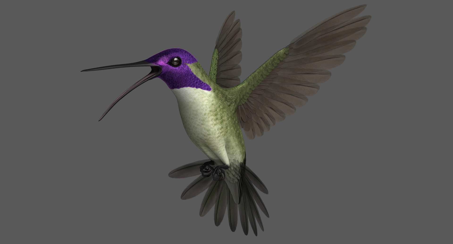 Costa s hummingbird animation 3D model - TurboSquid 1454720