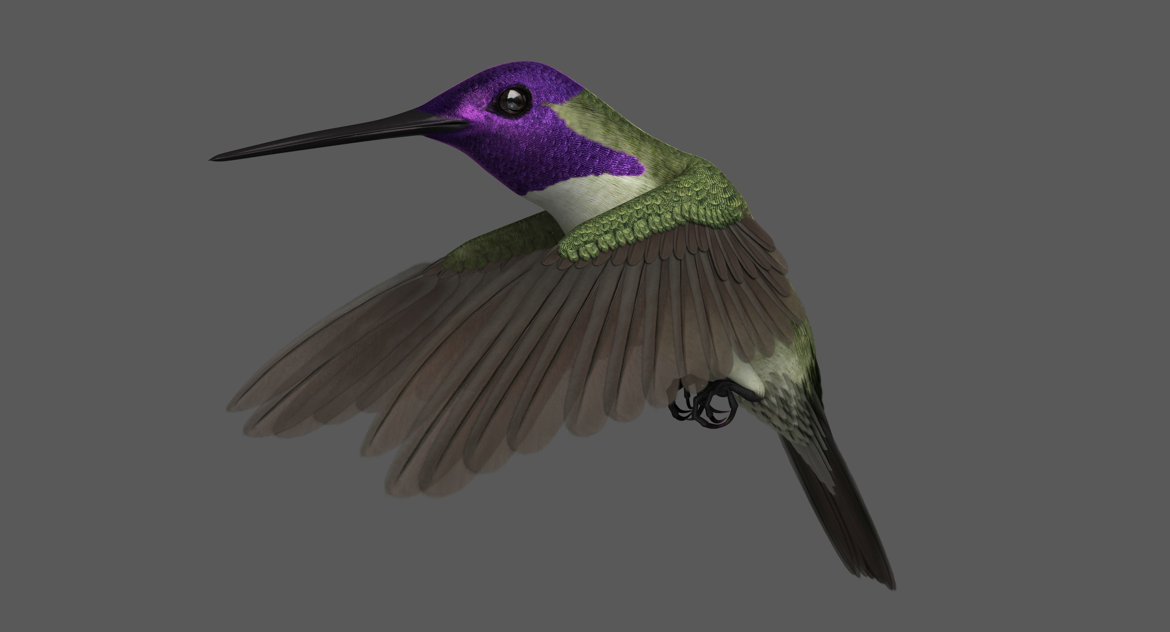 Costa s hummingbird animation 3D model - TurboSquid 1454720