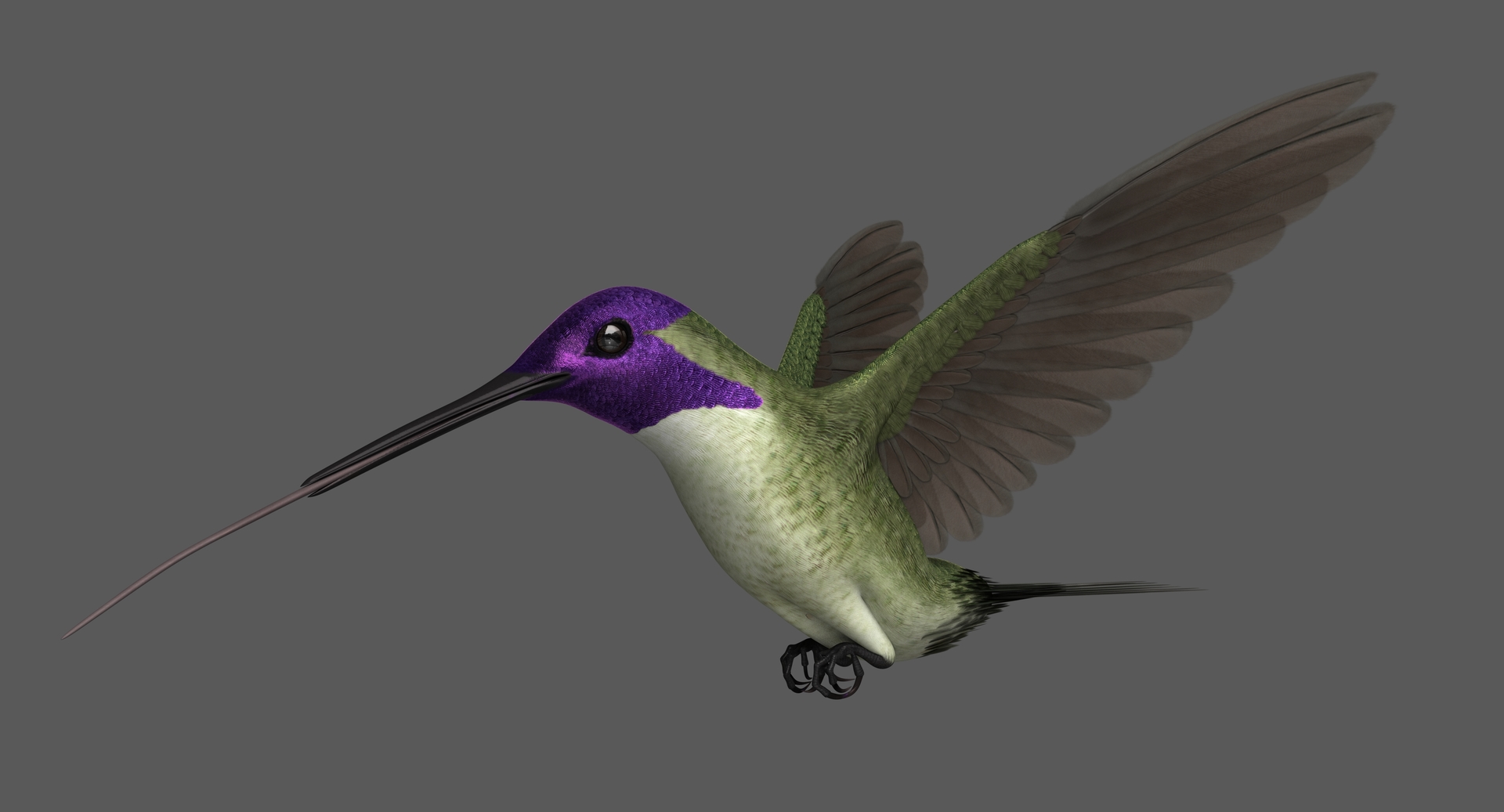 Costa s hummingbird animation 3D model - TurboSquid 1454720