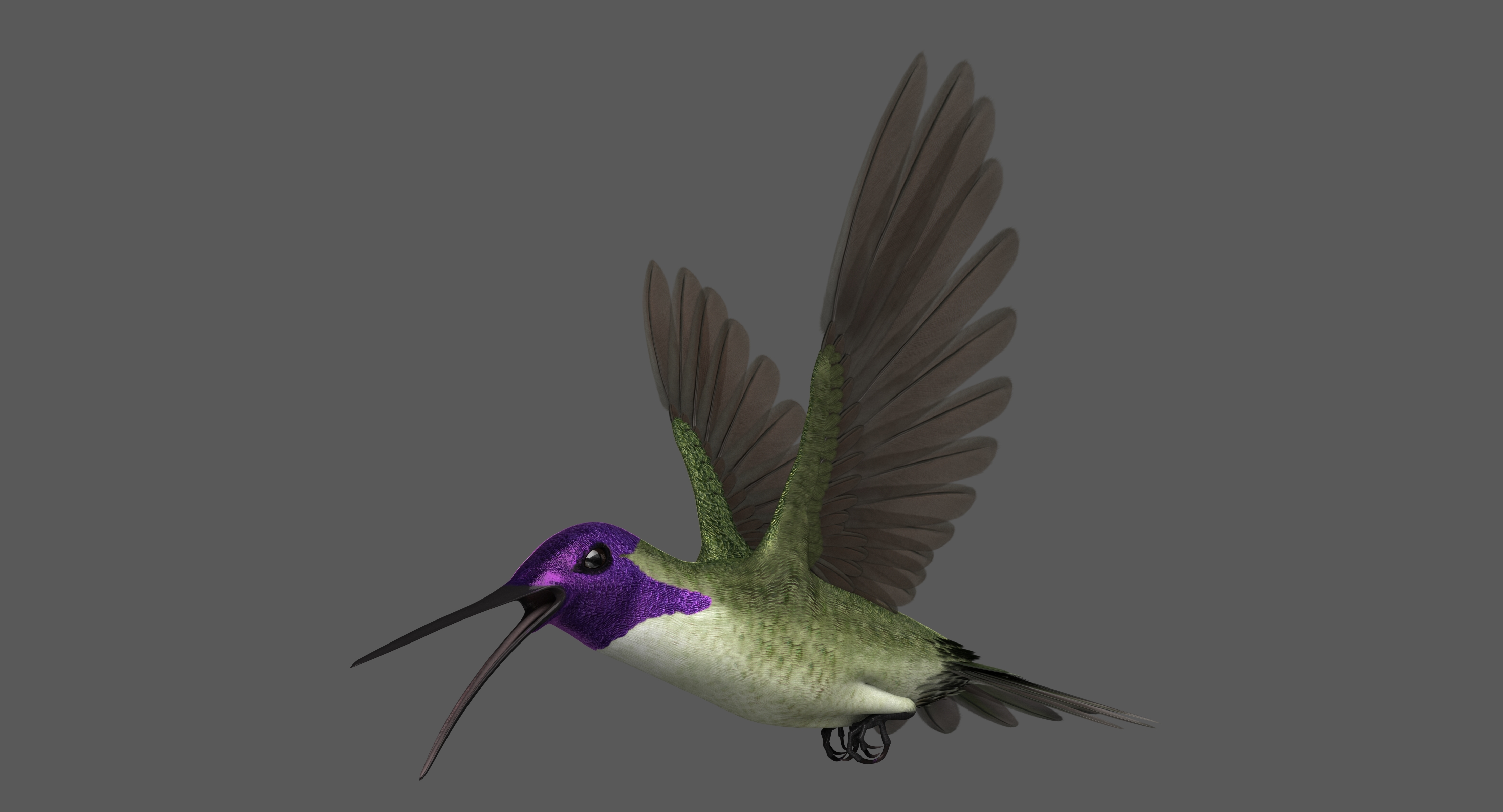 Costa s hummingbird animation 3D model - TurboSquid 1454720
