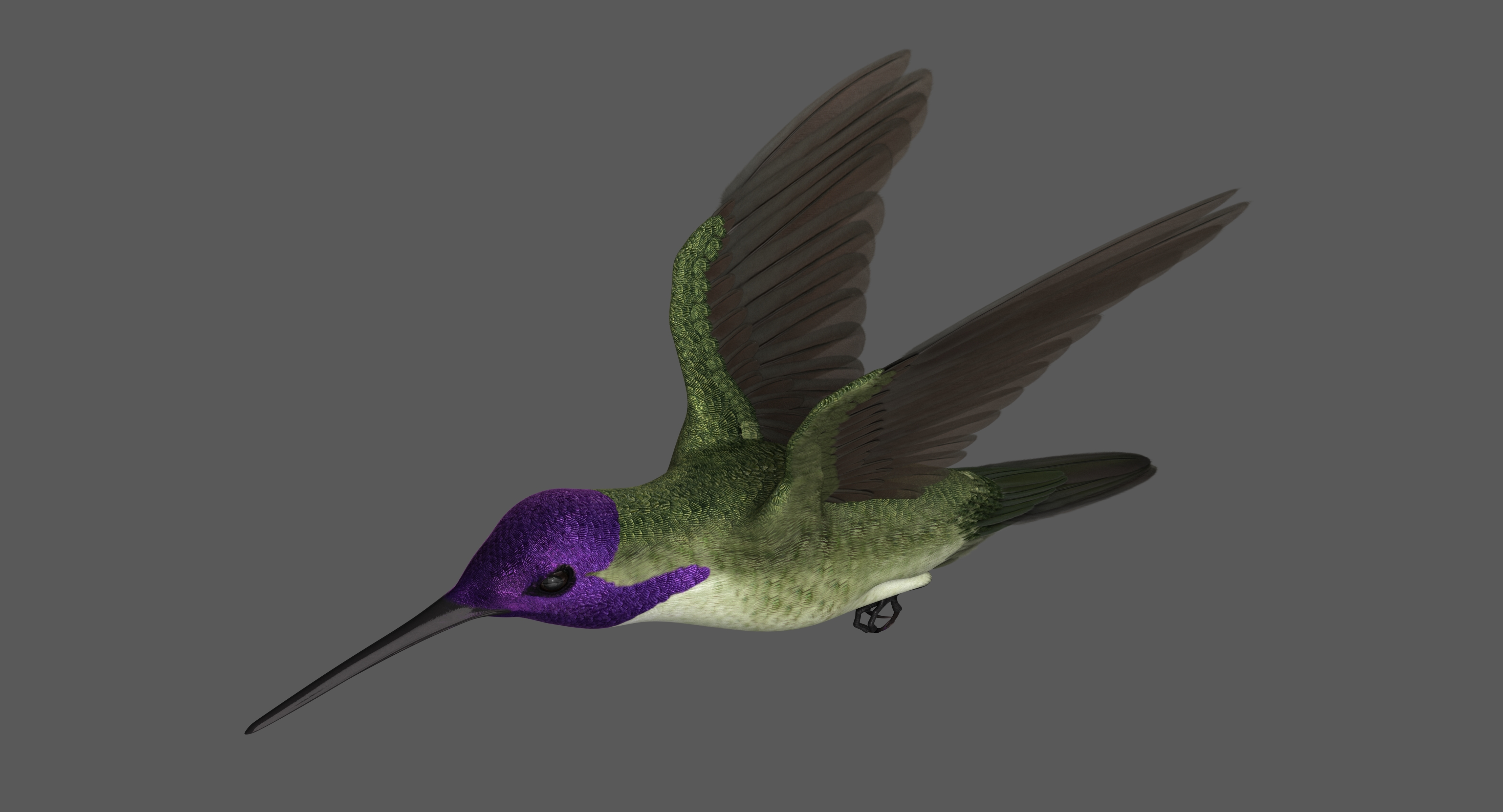 Costa s hummingbird animation 3D model - TurboSquid 1454720