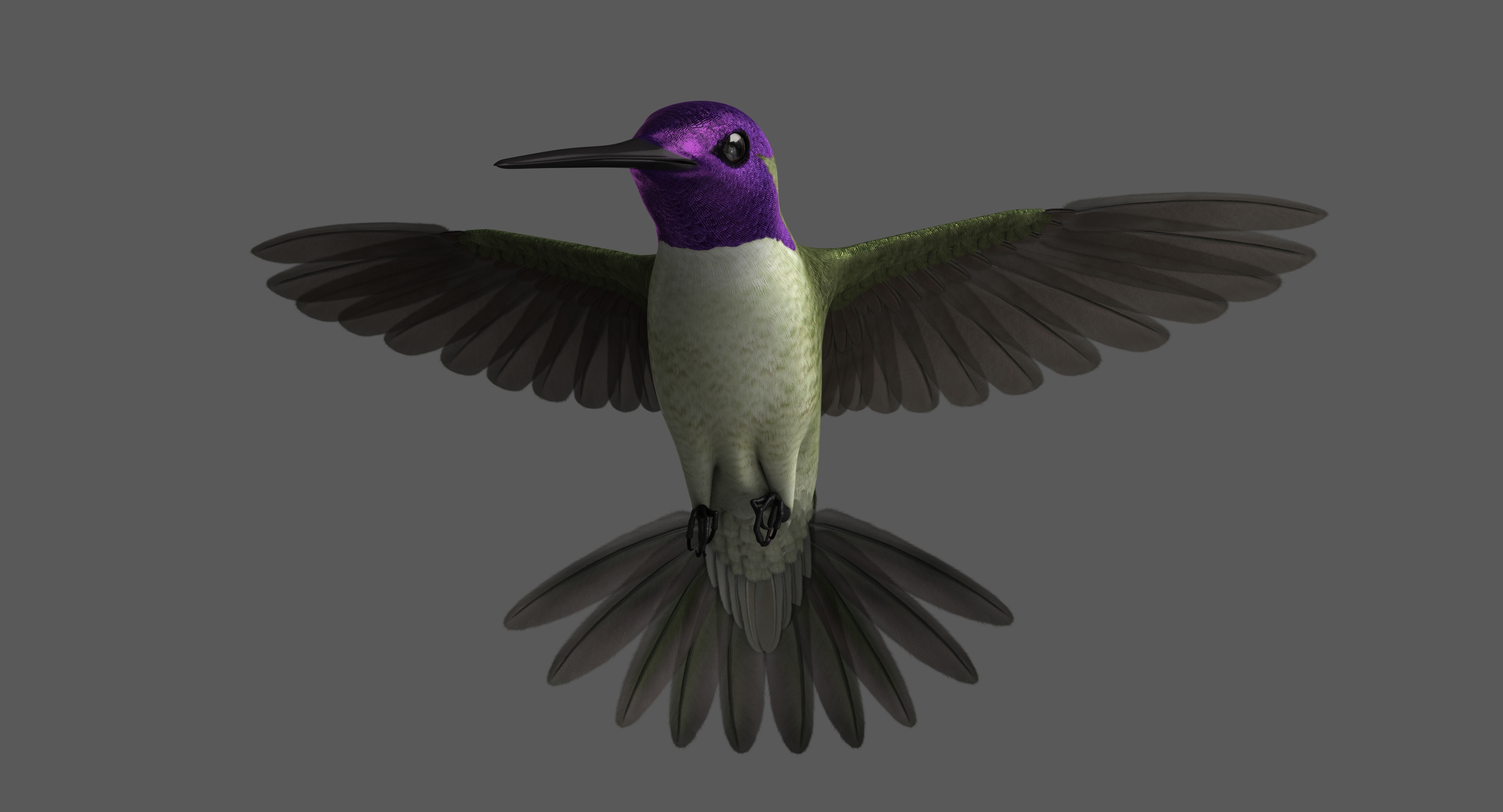 Costa s hummingbird animation 3D model - TurboSquid 1454720