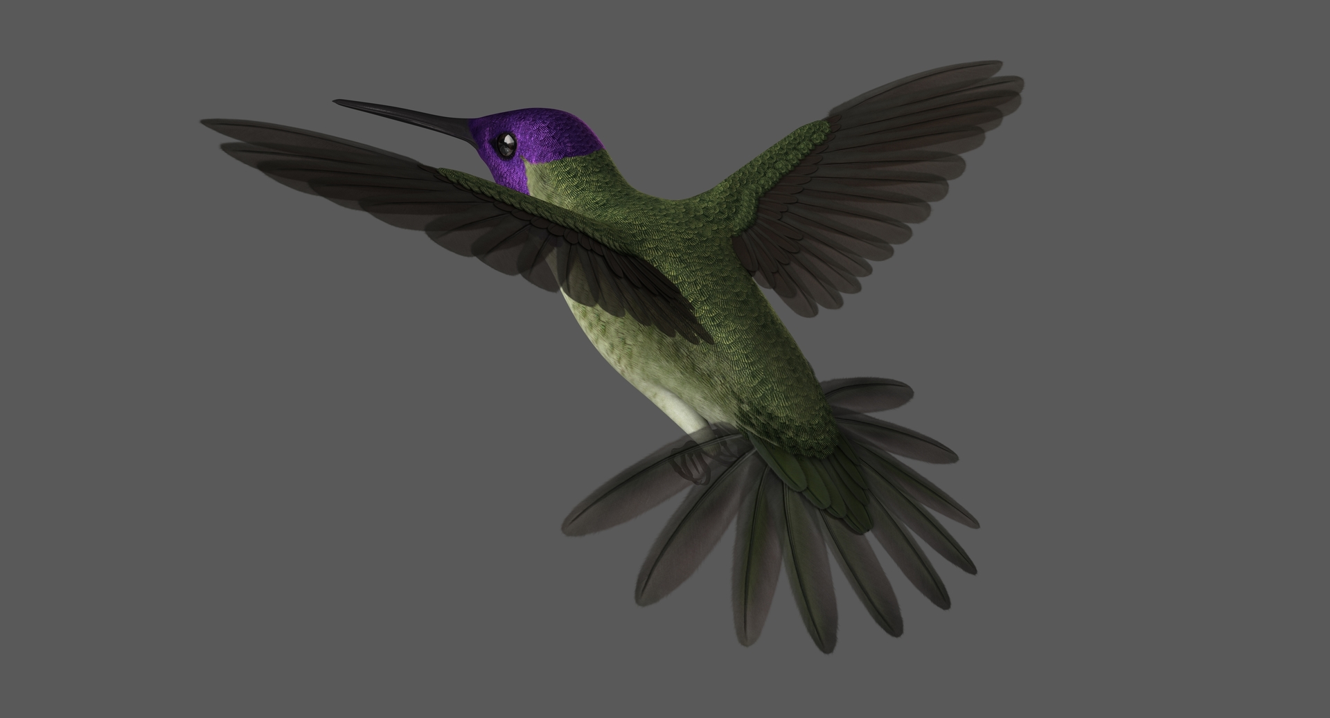 Costa s hummingbird animation 3D model - TurboSquid 1454720