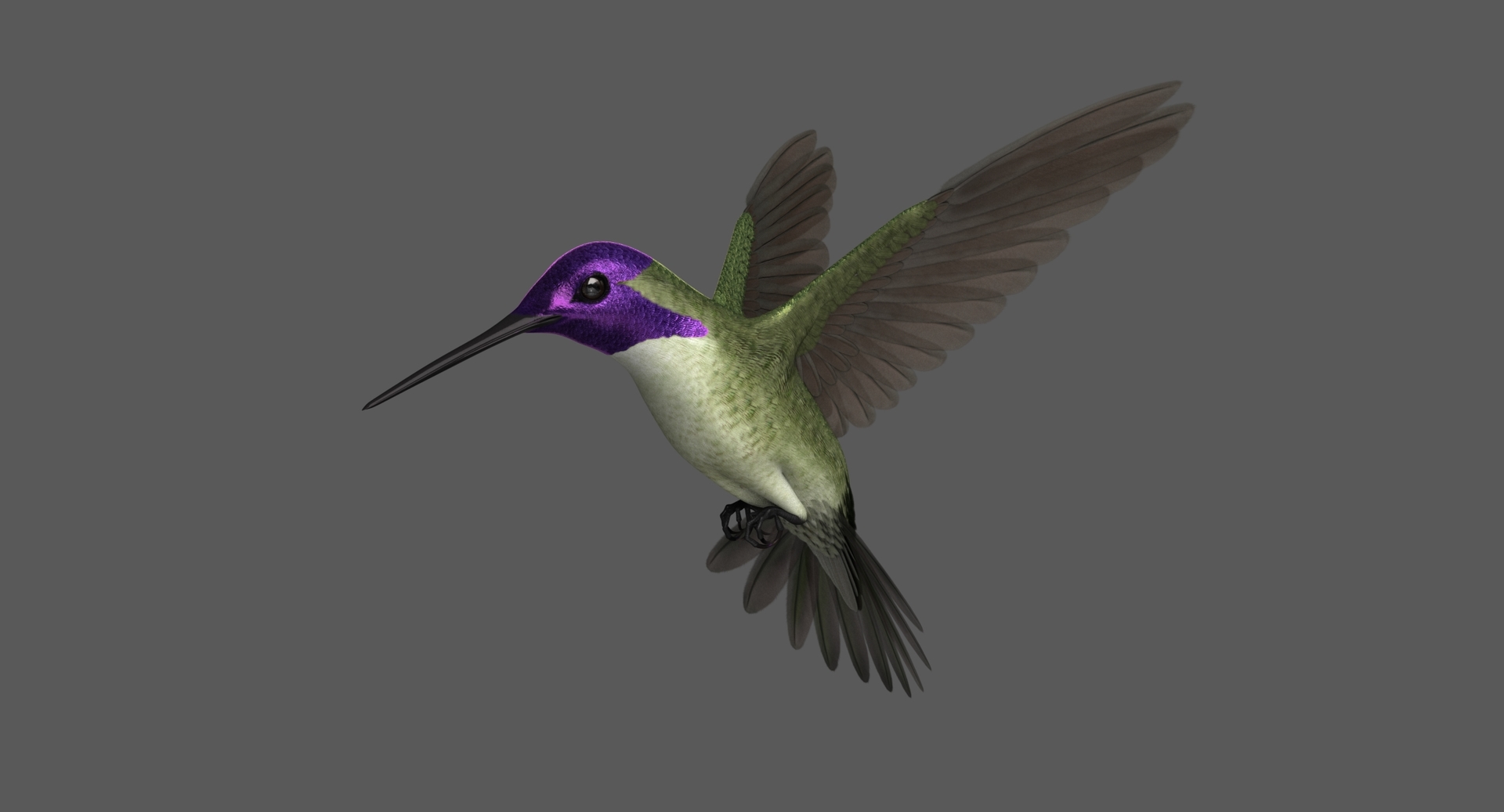 Costa s hummingbird animation 3D model - TurboSquid 1454720