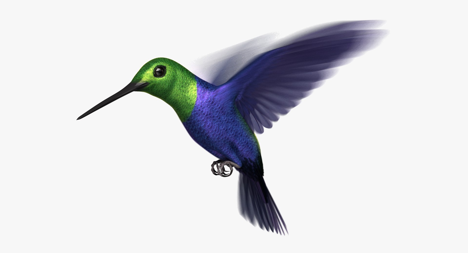 modelo 3d Colibrí Woodnymph de corona verde (animado) - TurboSquid 1454724