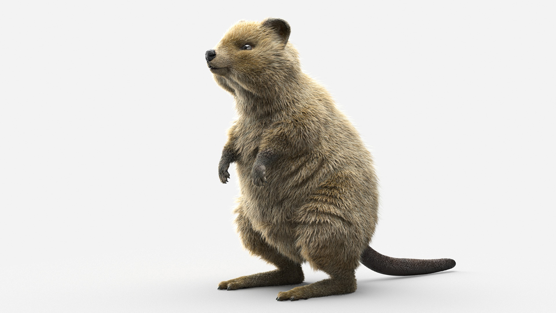 3D quokka ornatrix ephere model - TurboSquid 1453620