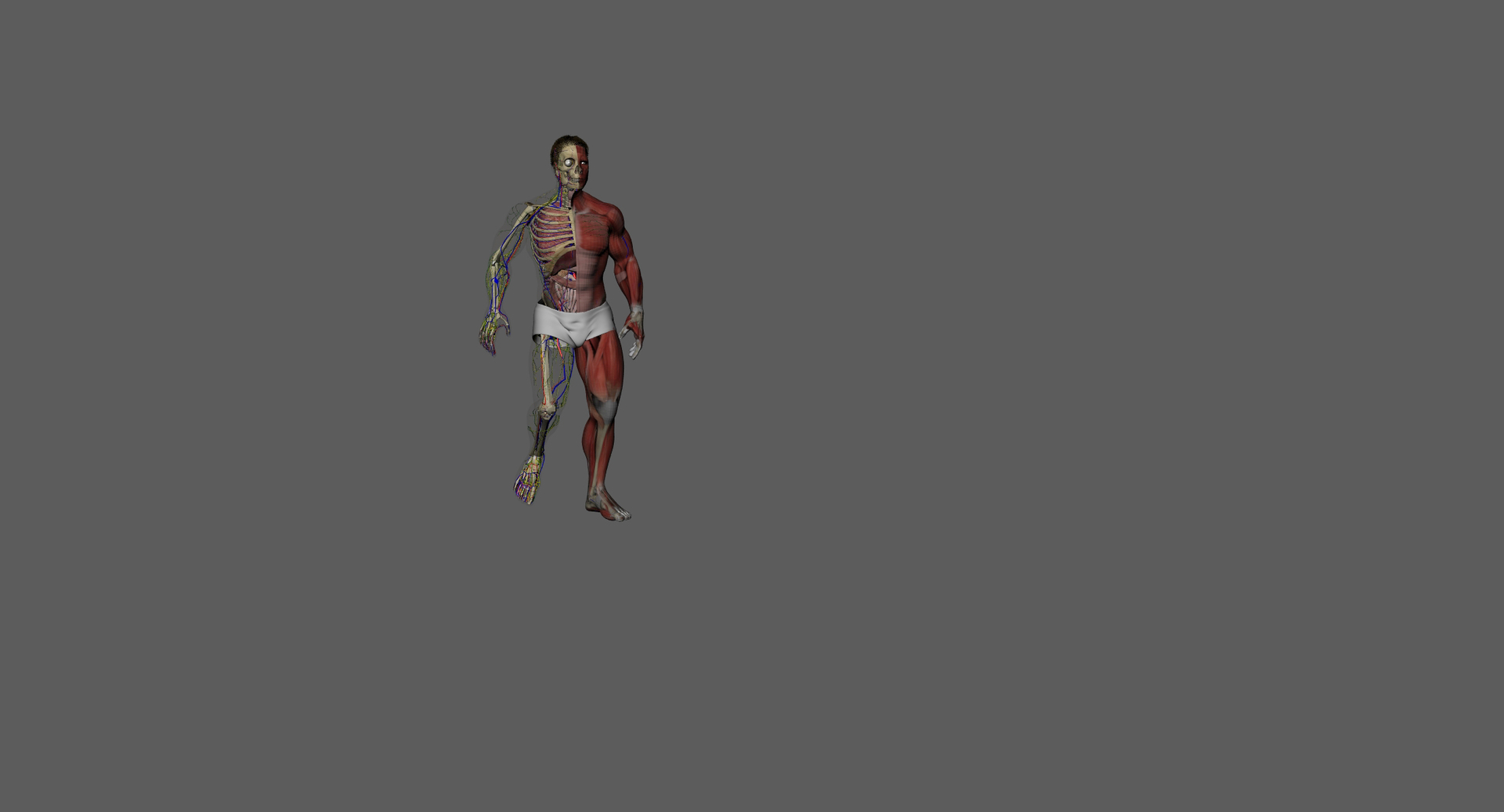 Motion capture anatomy combo 3D model - TurboSquid 1452707