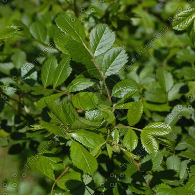 Stock JPEG rose leaves wild