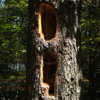 Stock JPEG tree holes pine