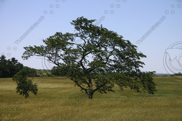 Stock JPEG Valley Forge tree