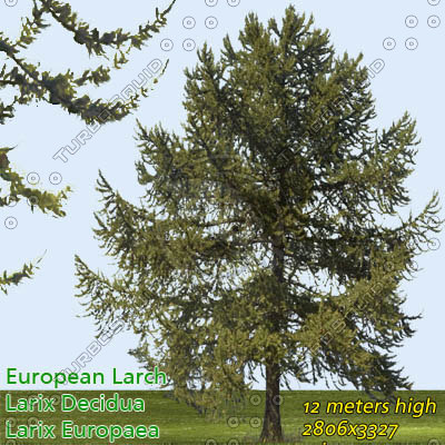 Texture Photoshop Tree European Larch