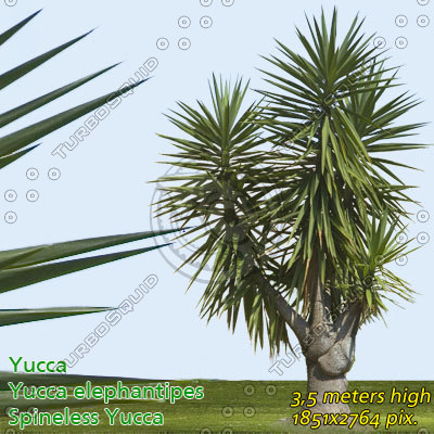 Texture Photoshop Spineless Yucca Tree