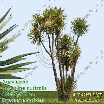Texture Photoshop Tree Cabbage plant