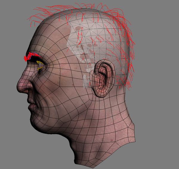 3d realistic human head skin model