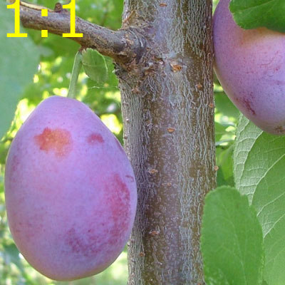 Stock JPEG pulm tree garden