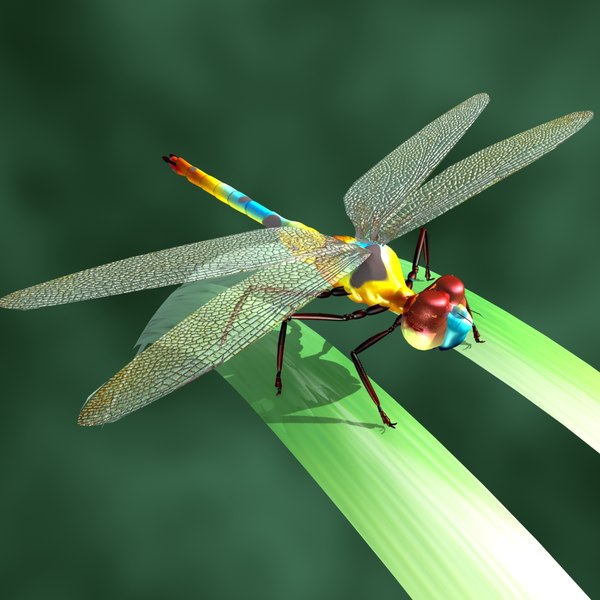 3d model of dragon fly