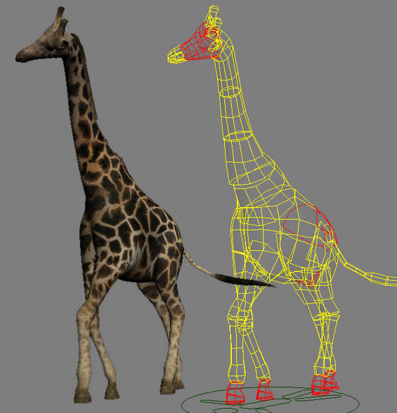 giraffe max