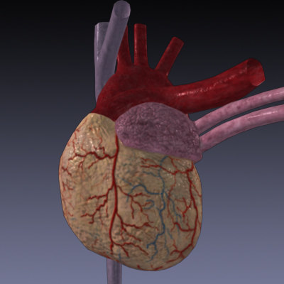 human heart obj