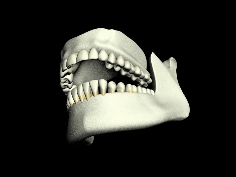 teeth jaws 3d model