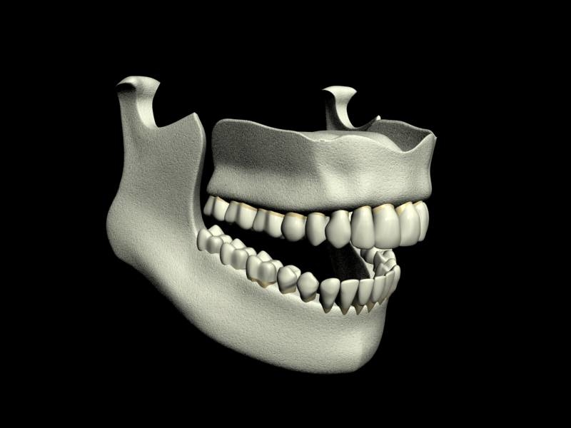 teeth jaws 3d model