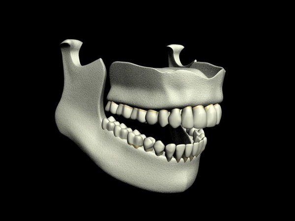 teeth jaws 3d model