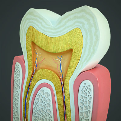 tooth section obj