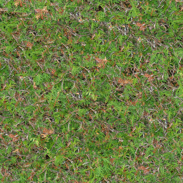 Texture JPEG moss mossy ground