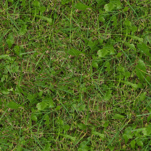 Texture JPEG grass ground green