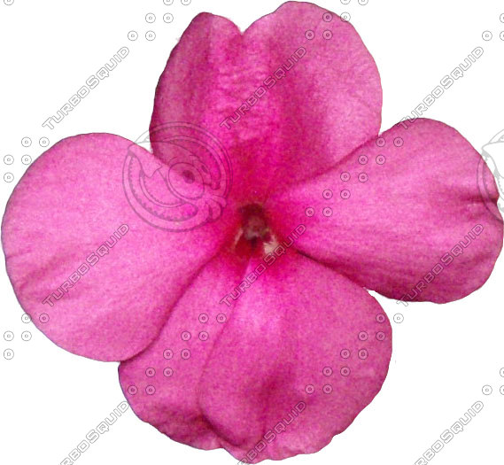 Texture TIFF flower leaf impatien