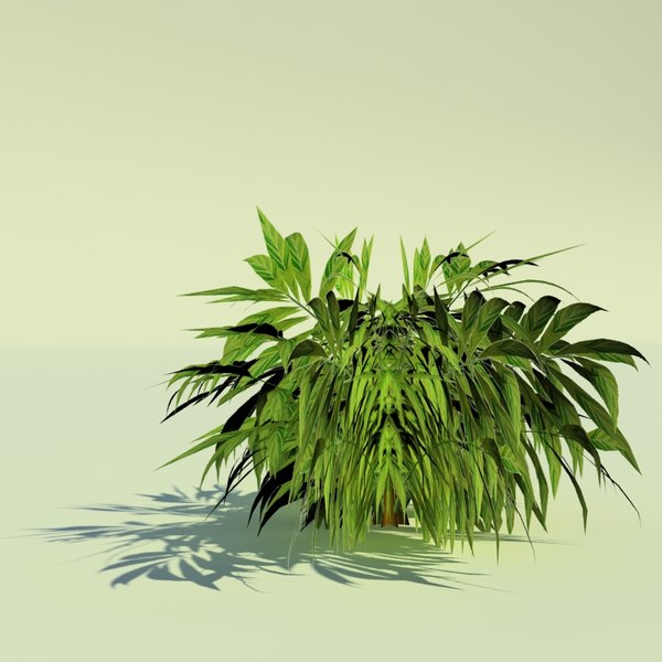 maya shrubs bush