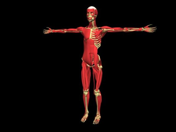 3d female skeleton muscles skin model