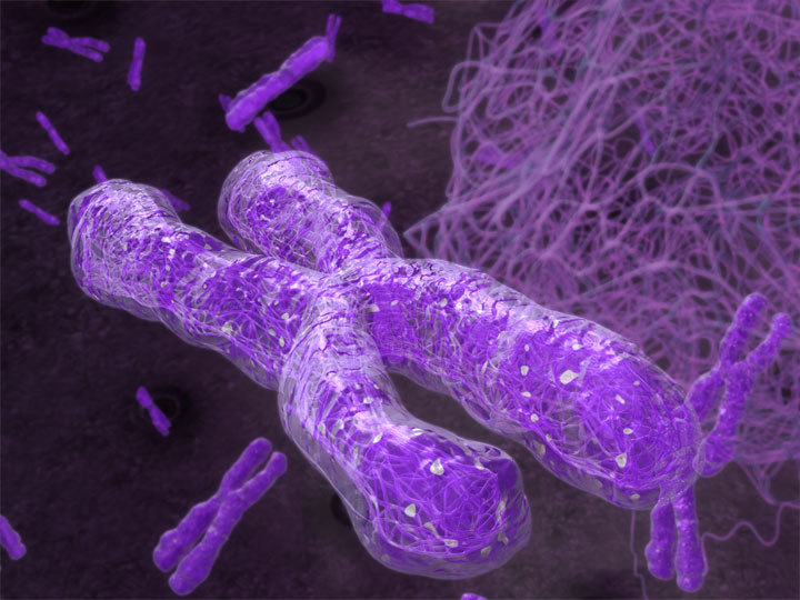 3d chromosome model