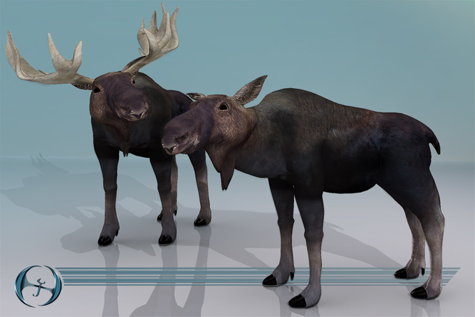 3d moose model