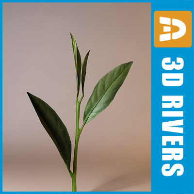tea leaves leaf 3d model