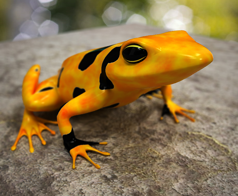atelopus frog 3d max