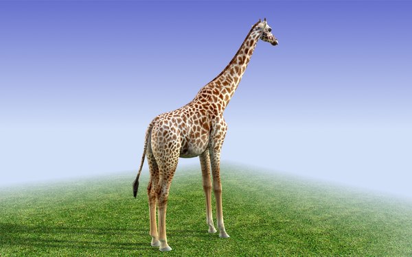 3d model of giraffe polys