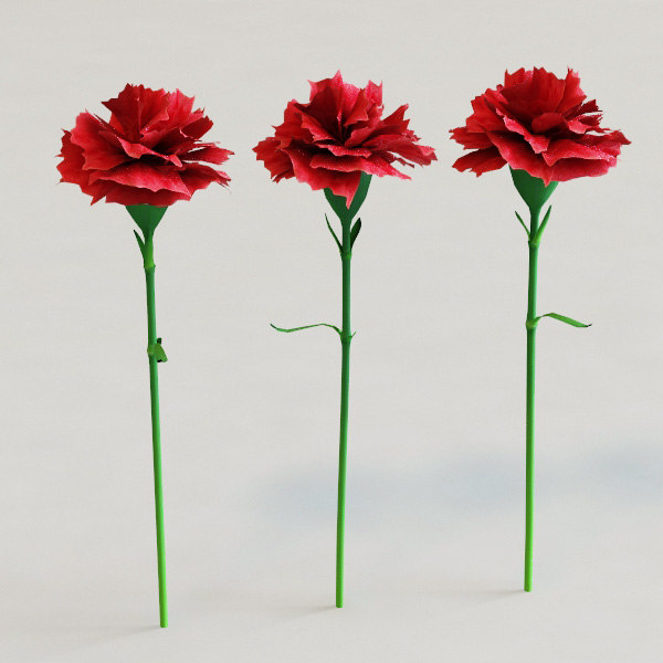3d carnation modelled model