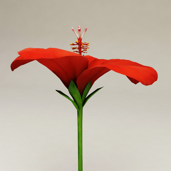 3d hibiscus modelled model