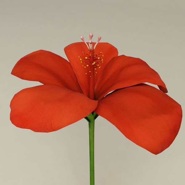 3d hibiscus modelled model