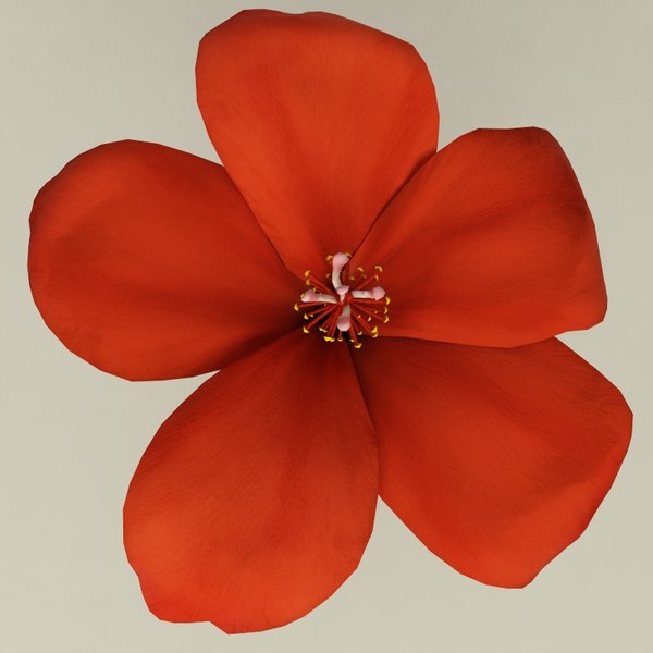 3d hibiscus modelled model