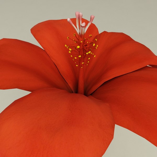 3d hibiscus modelled model