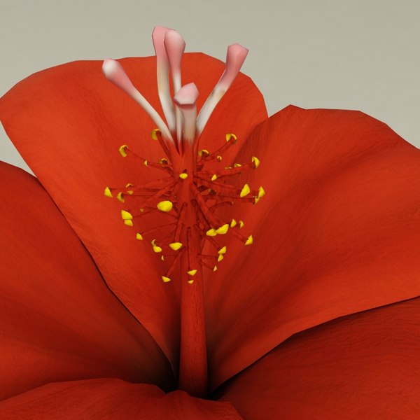 3d hibiscus modelled model