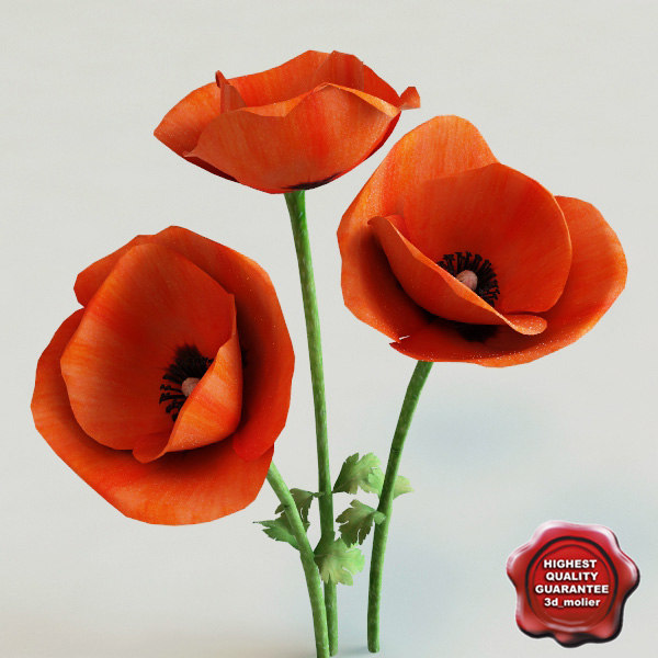3d model poppy modelled