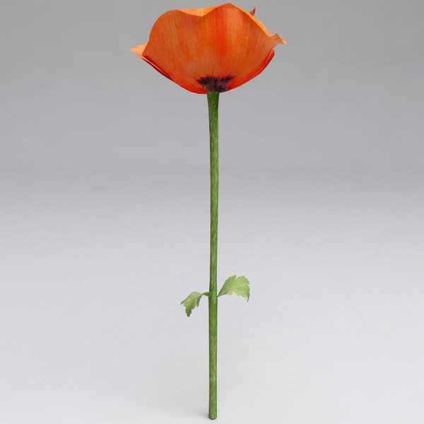 3d model poppy modelled