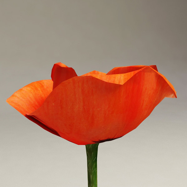 3d model poppy modelled