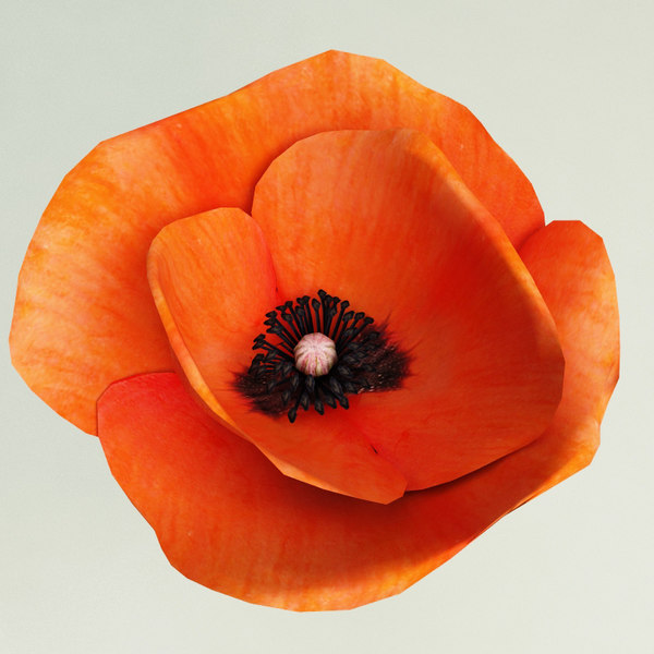 3d model poppy modelled
