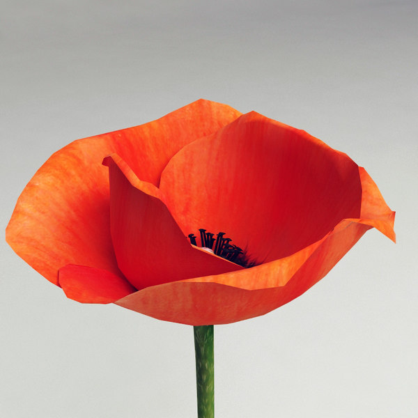 3d Model Poppy Modelled